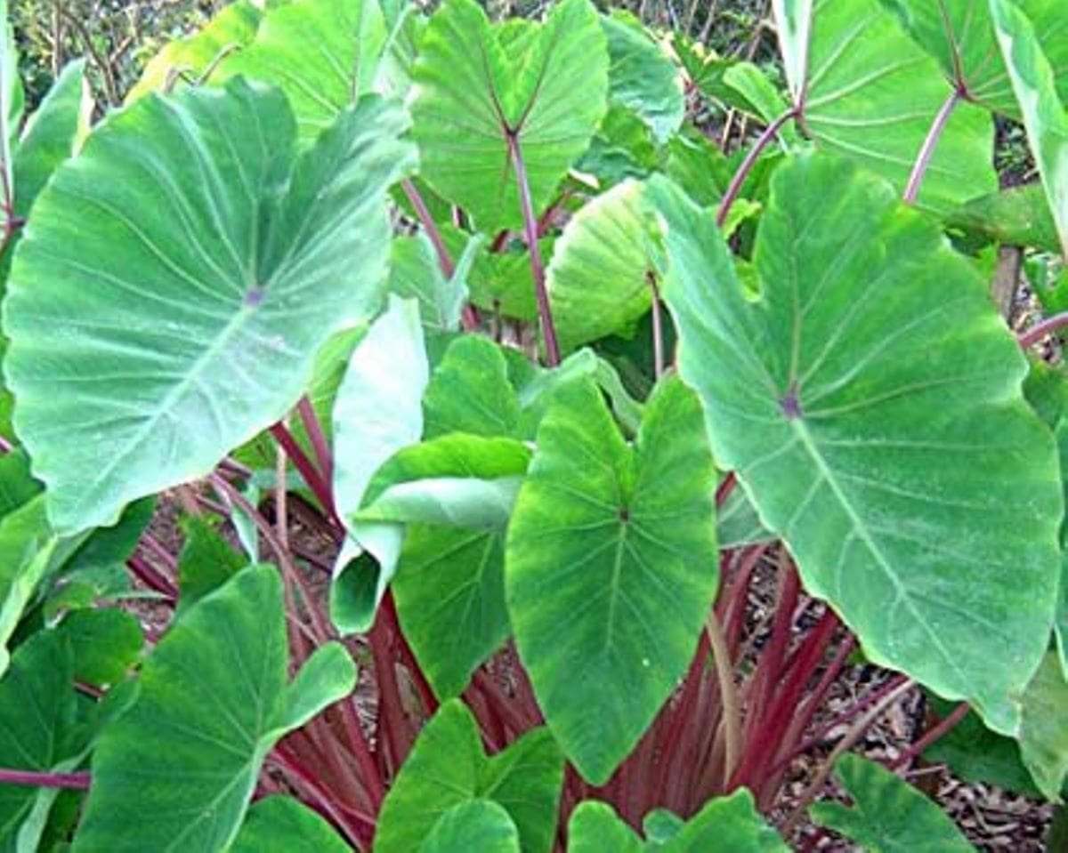Red Stem Plants With Green or Red Leaves: Meaning of Red Stem/Leaves
