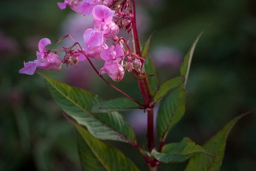 Red Stem Plants With Green or Red Leaves: Meaning of Red Stem/Leaves
