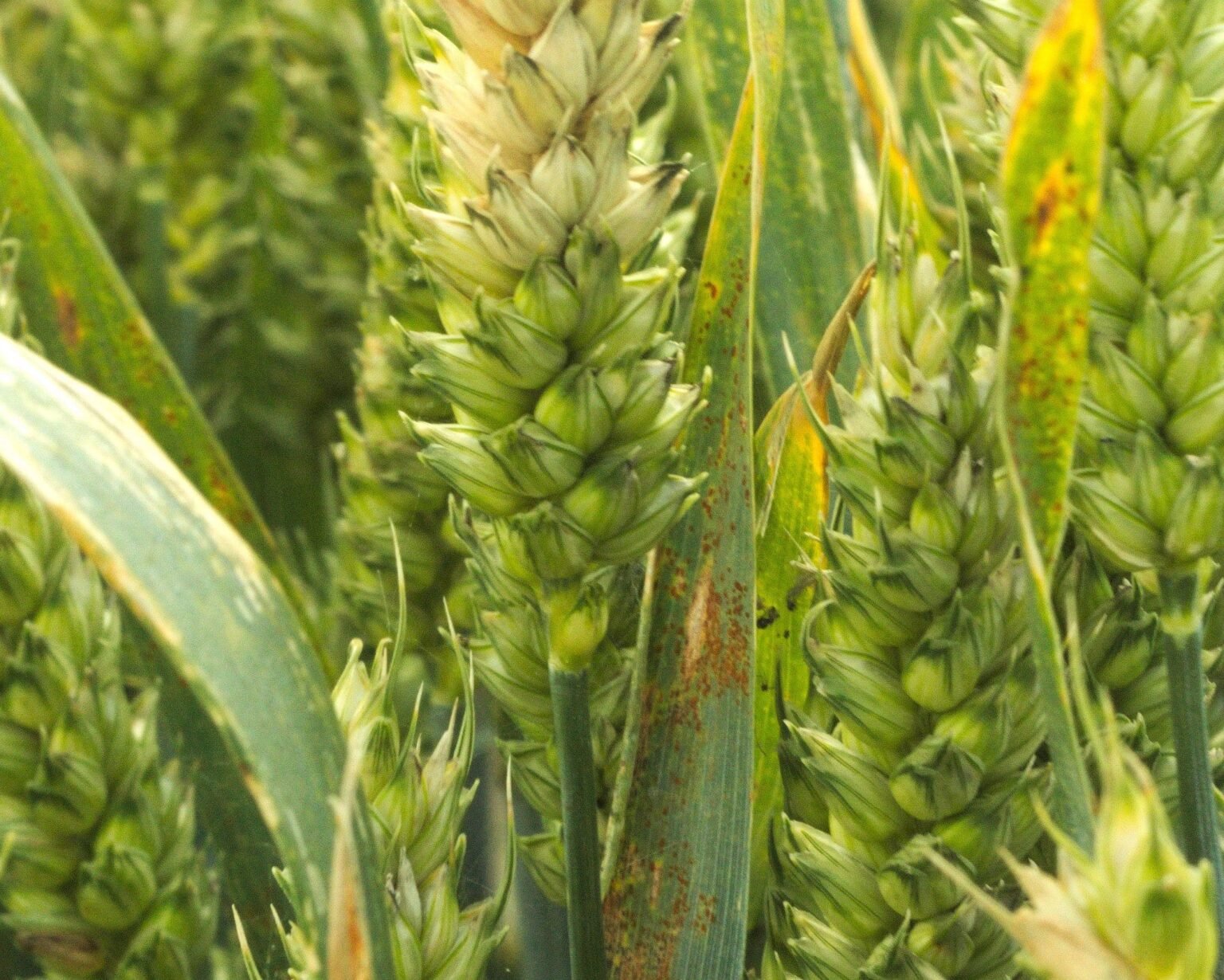 Garden Plant's Fungal Diseases Identification, Treatment, & Prevention