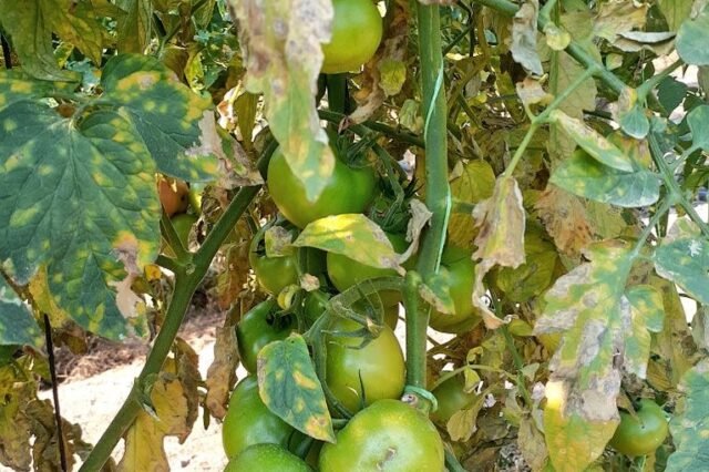 Garden Plant's Fungal Diseases Identification, Treatment, & Prevention
