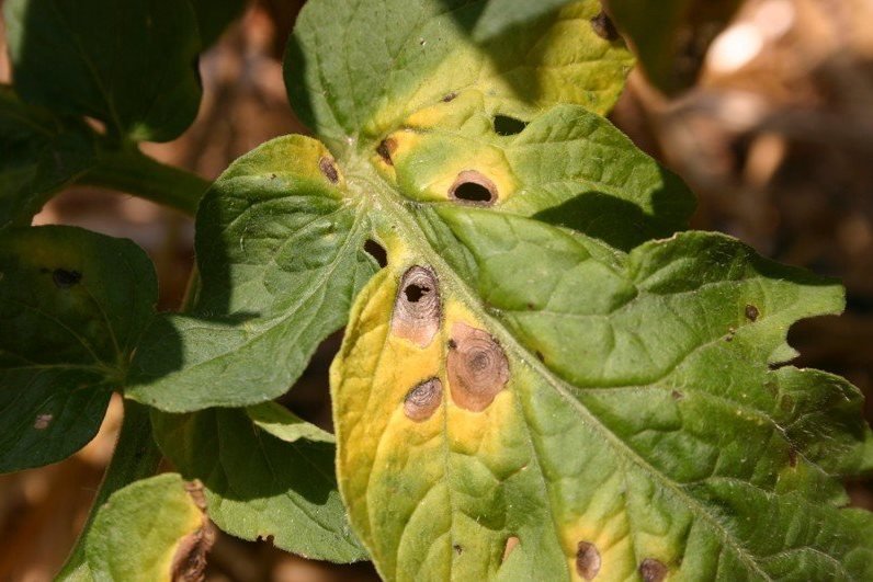 Garden Plant's Fungal Diseases Identification, Treatment, & Prevention
