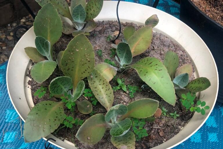 Donkey Ear Plants: Care, Benefits, Growing, Propagation + Sale