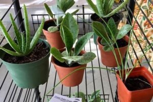 Donkey Ear Plants: Care, Benefits, Growing, Propagation + Sale
