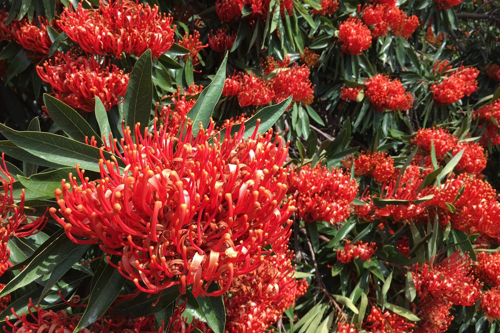 Trees With Red Flowers for Brilliant Garden: Small, Short or Tall ...