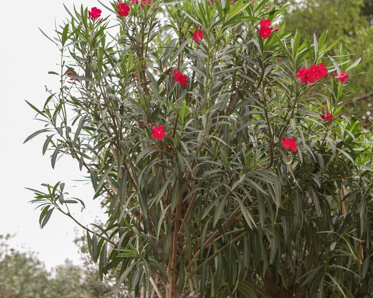 Trees With Red Flowers for Brilliant Garden: Small, Short or Tall - Gardensline