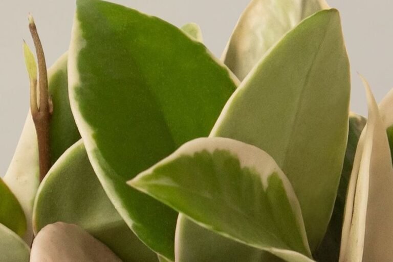 Guide to Hoya Carnosa Care + Variety Pictures