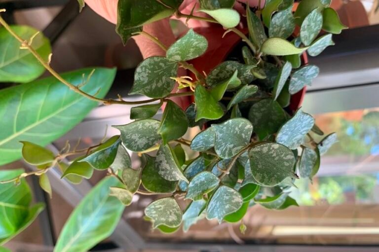 Guide to Hoya Carnosa Care + Variety Pictures