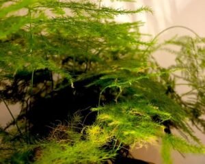 Yellowing Asparagus Fern (Why + Fixes) - Gardensline