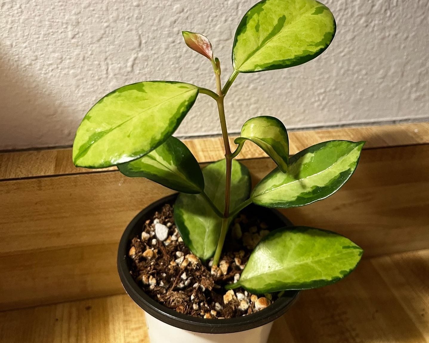 How to Grow Hoya Australis (Varieties + Propagation)