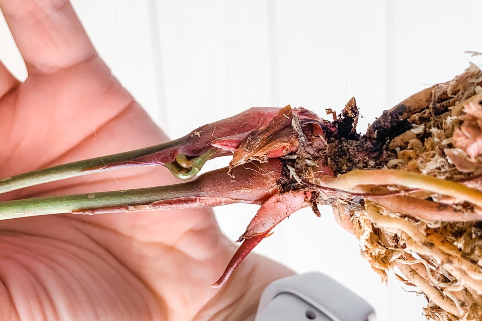 How to Grow Anthurium Crystallinum Houseplant (With Pictures)