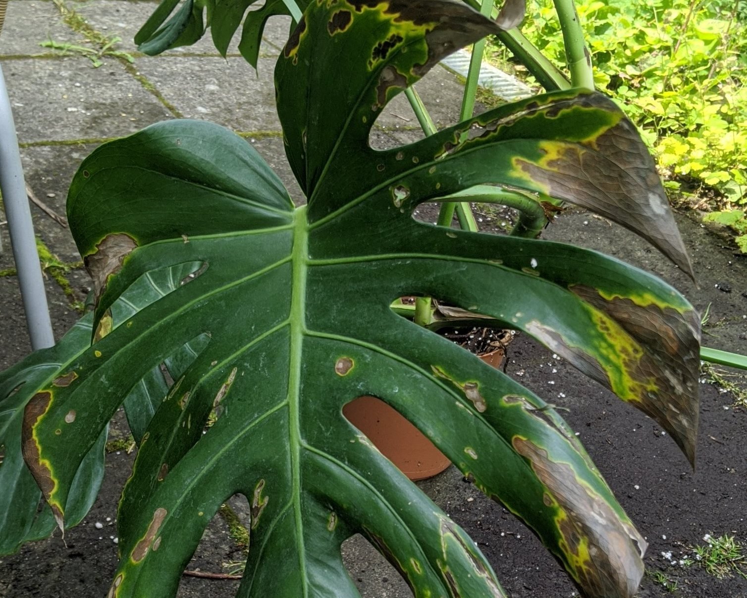 Monstera Root Rot: How to Tell, Treat, Prevent & Save (Pictures)