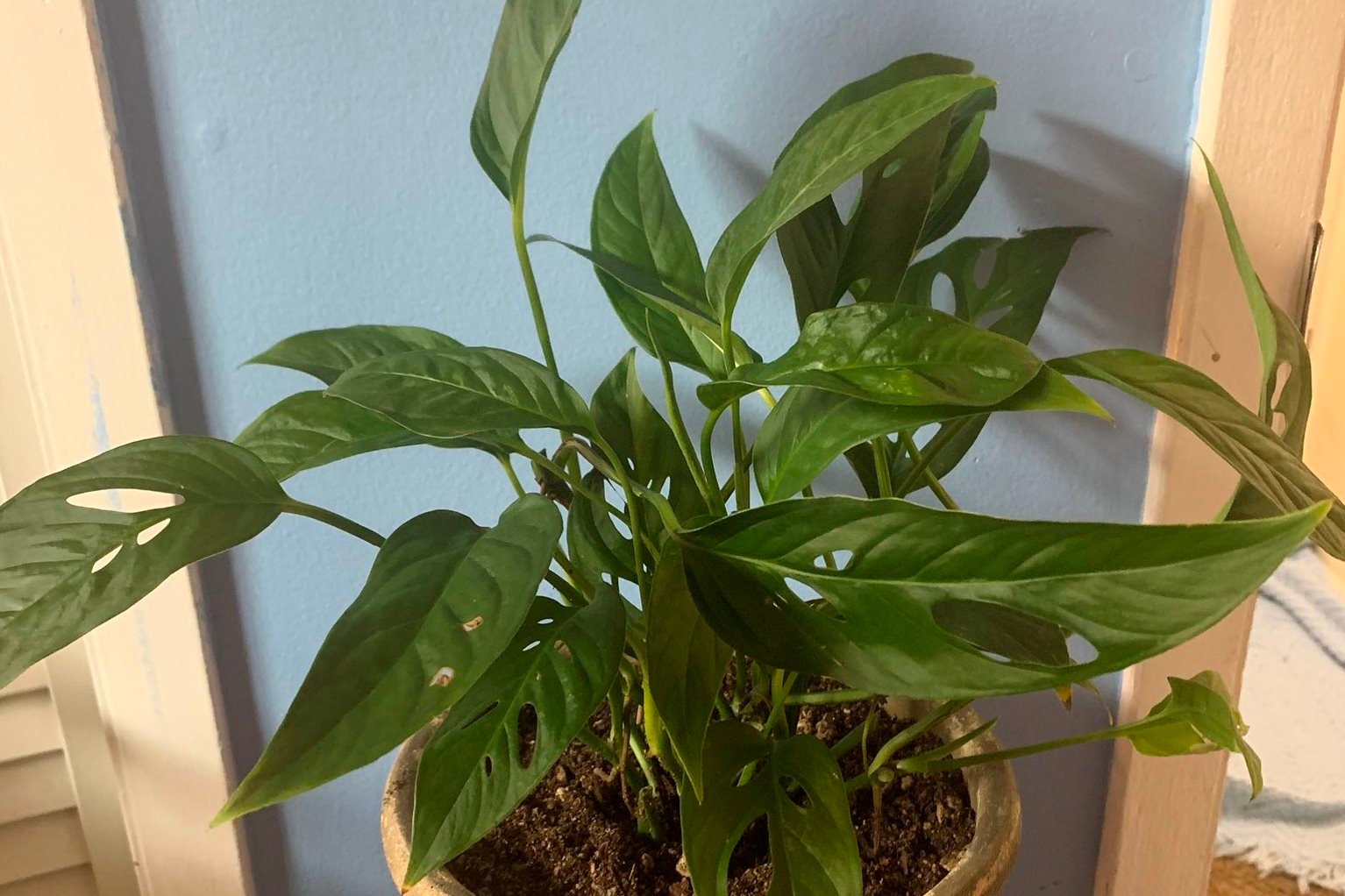 Monstera Root Rot: How to Tell, Treat, Prevent & Save (Pictures)