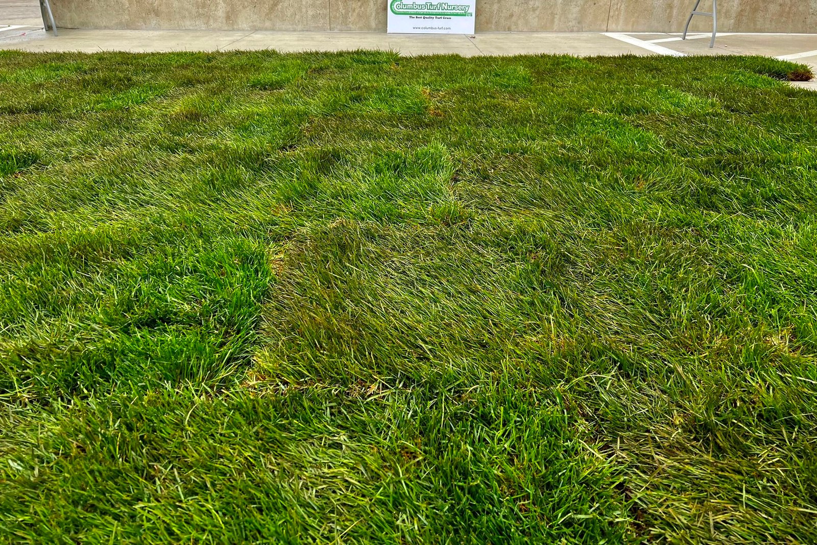 KBG vs Tall Fescue Grasses: (Qualities for Choice + Pictures)