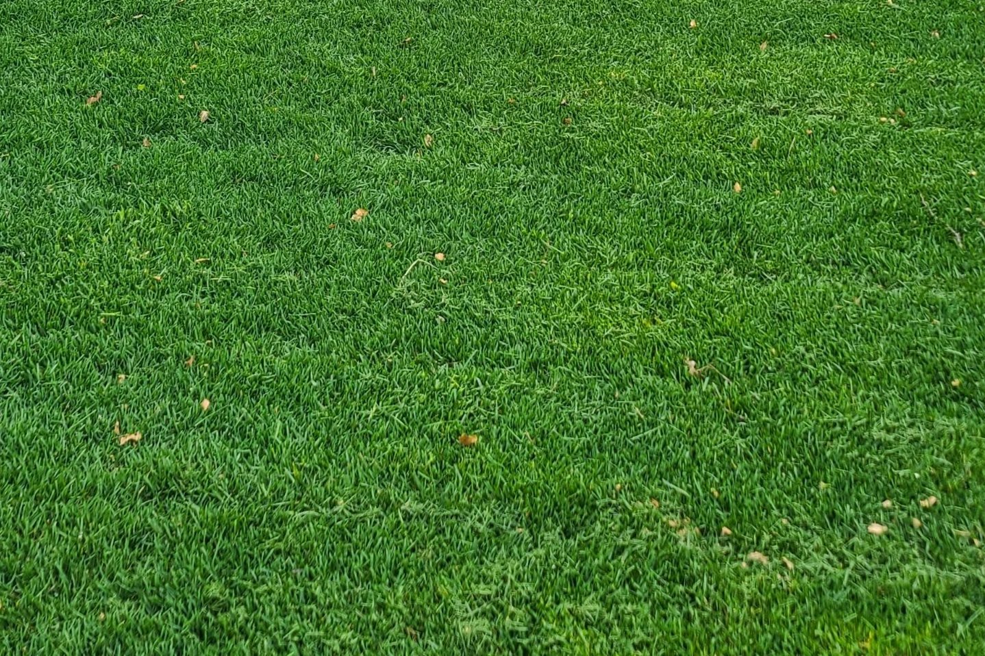 KBG vs Tall Fescue Grasses: (Qualities for Choice + Pictures)