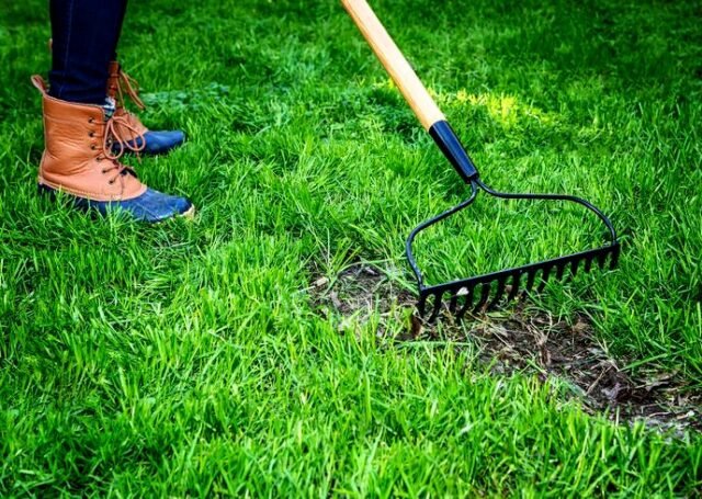 KBG vs Tall Fescue Grasses: (Qualities for Choice + Pictures)